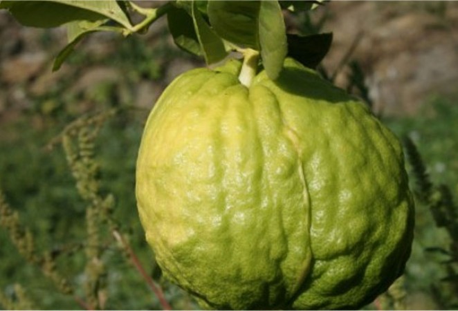 Les Cédrats du Cap Corse | Une île, la Corse… Un fruit, le cédrat…